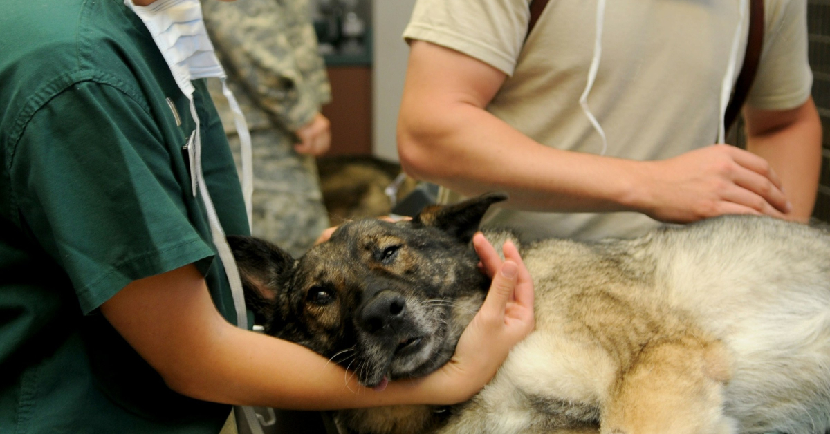 Meet Dr. Kwane Stewart, ‘The Street Vet’ who treats homeless people’s ...